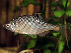 Bitterlings ~ Aquatic Animals