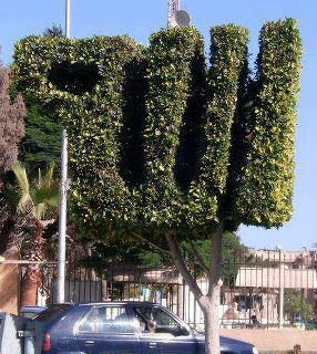 Islam Miracles: Beautiful Allah's Name on Tree