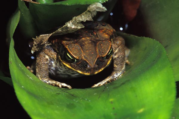 Cane Toad