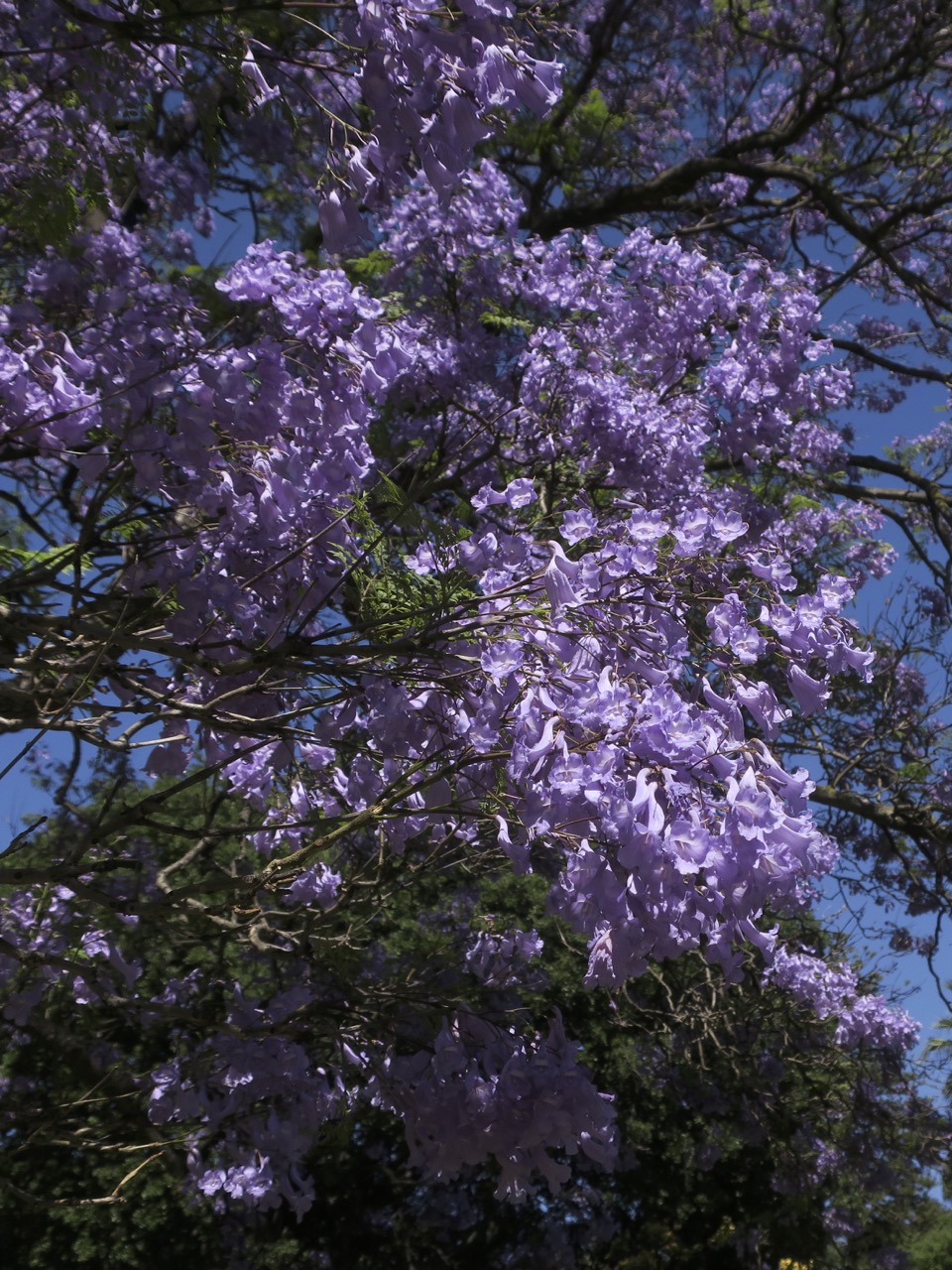 ROADSIDE IKEBANA: AMAZING FLOWERING TREES
