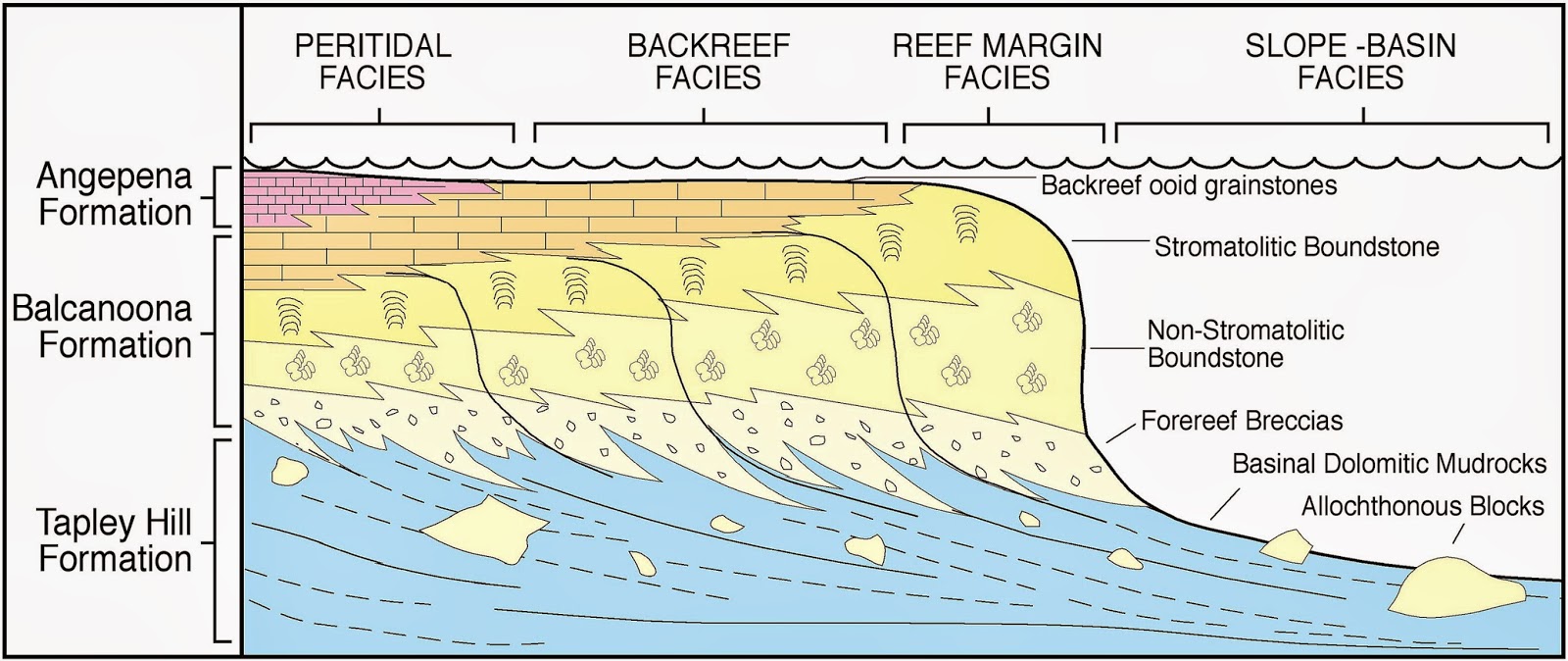 The Dragon's Tales: The Implications of Cryogenian NeoProterozoic Reefs