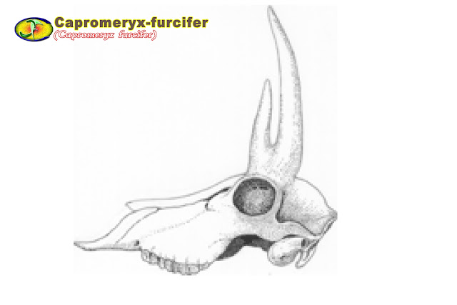 Mamíferos: Capromeryx-menor (Capromeryx minor)