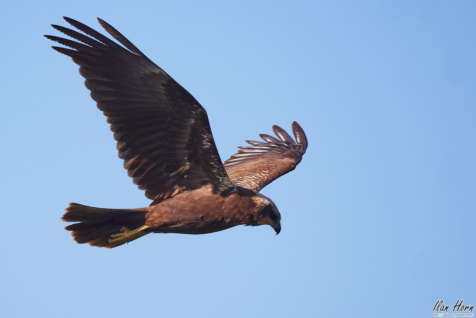 Western Marsh Harrier in Flight
