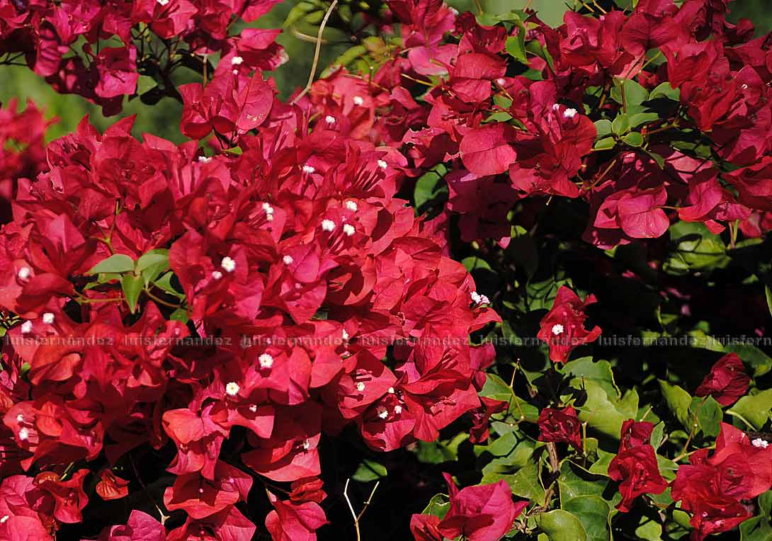 OCIO y CULTURA : La buganvilla