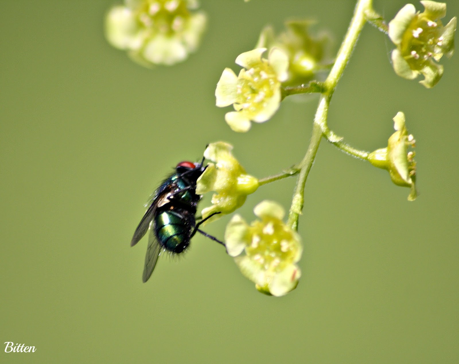 Bittens bilder: Fototriss - Småkryp