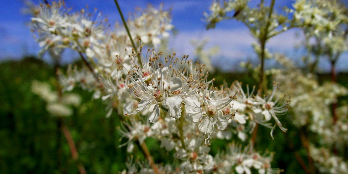 IF YOU GO DOWN TO THE WOODS TODAY....: Meadowsweet