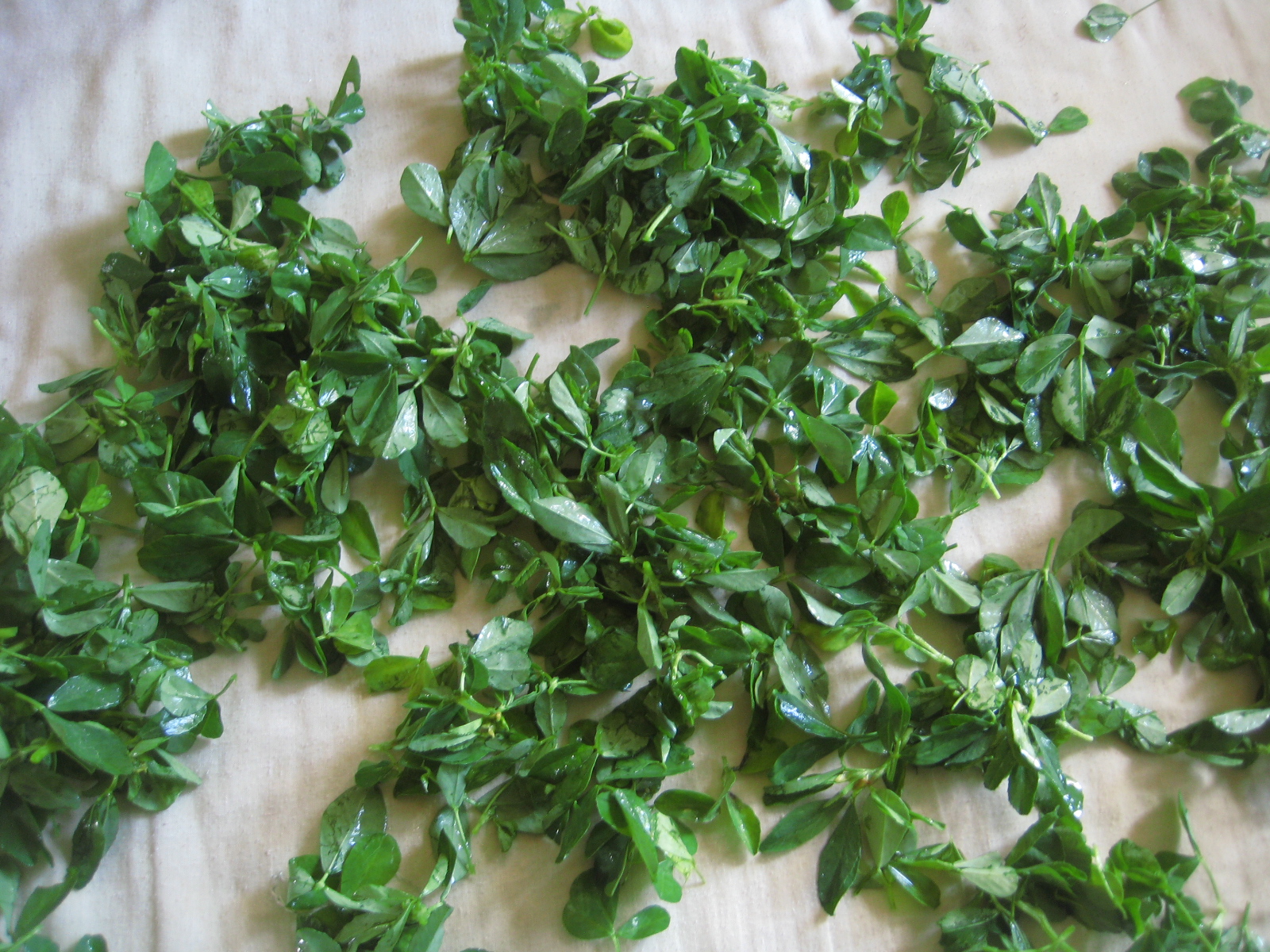 madhuri's kitchen: Homemade Kasuri Methi