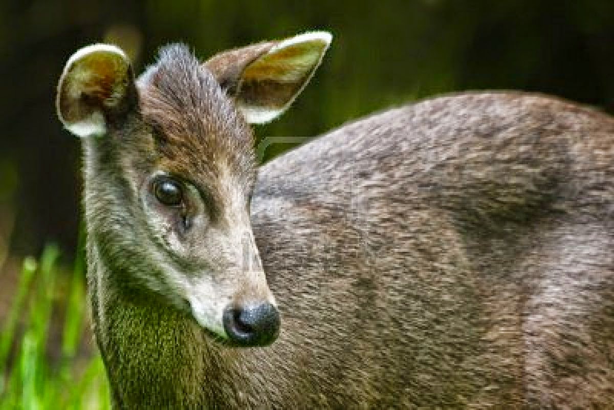 TUFTED DEER photos - wallpapers (ανανεωμένο) | the fun bank