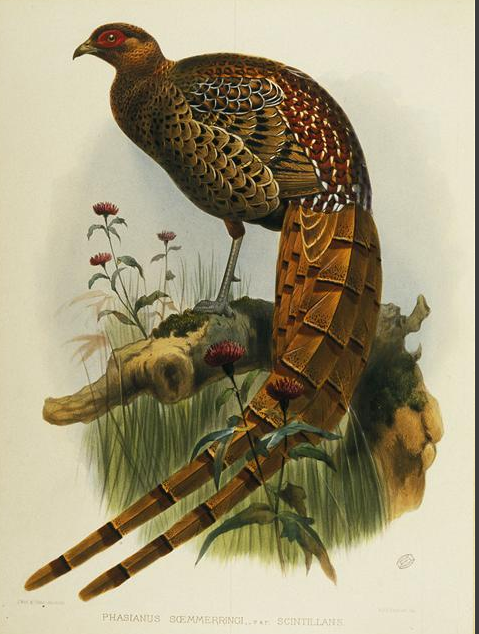 LA CUISINE FRANÇAISE D'ANTAN .: FAISAN EN POTAGE OU A LA DIPLOMATE.