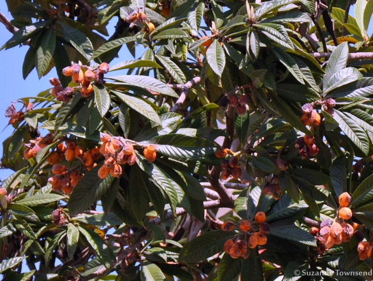 My View of Charleston and the Lowcountry: Loquat Tree