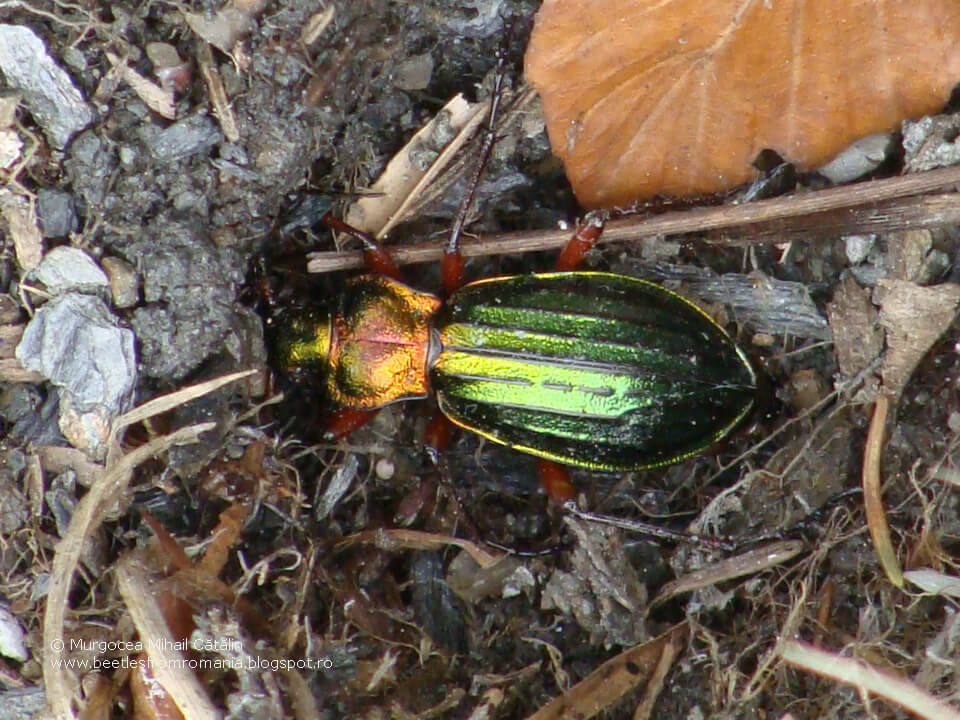 Beetles from Romania: Carabus (Chrysocarabus) auronitens