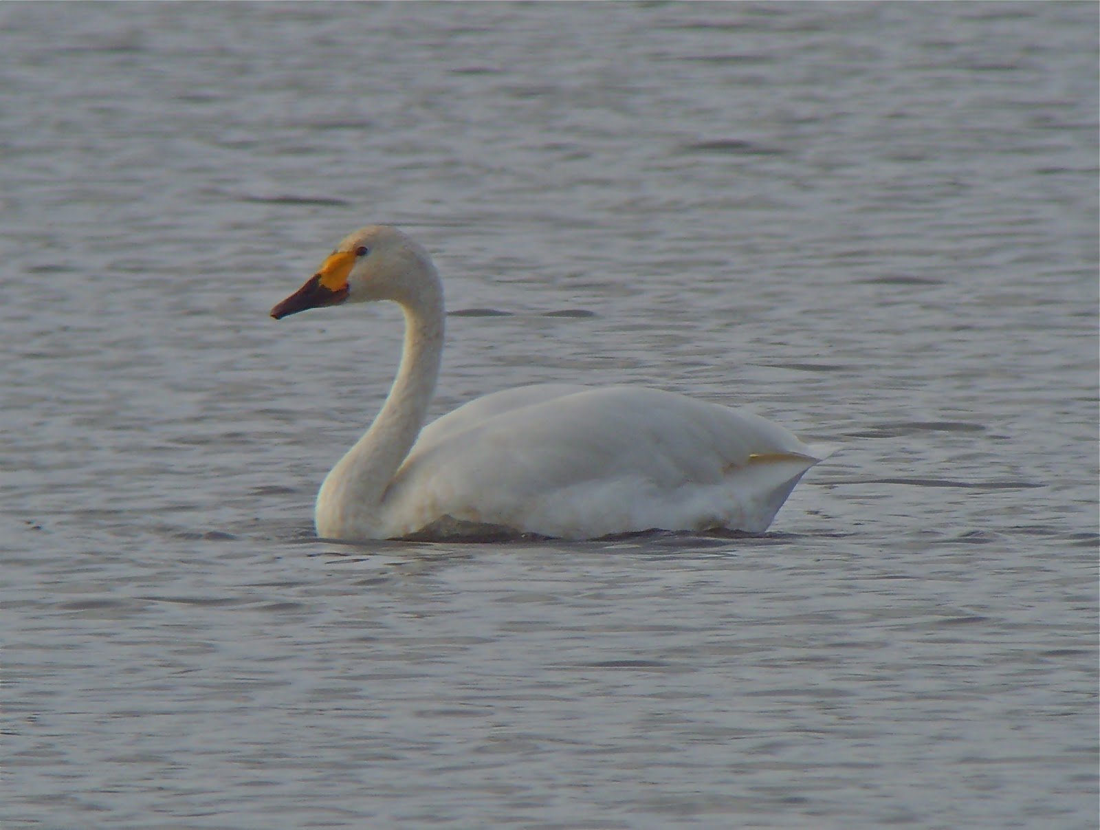 Archie's Peaky Birders Blog: Bewick's Swans at Alvecote Pools