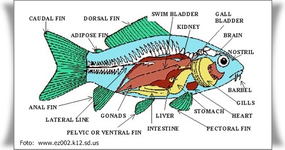 Cara reproduksi ikan