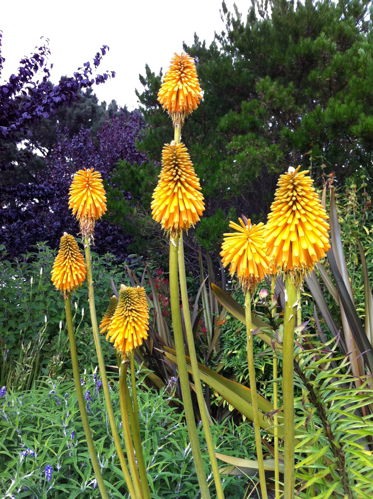 Pennsylvania Street Gardens: Plant Profile: Kniphofia