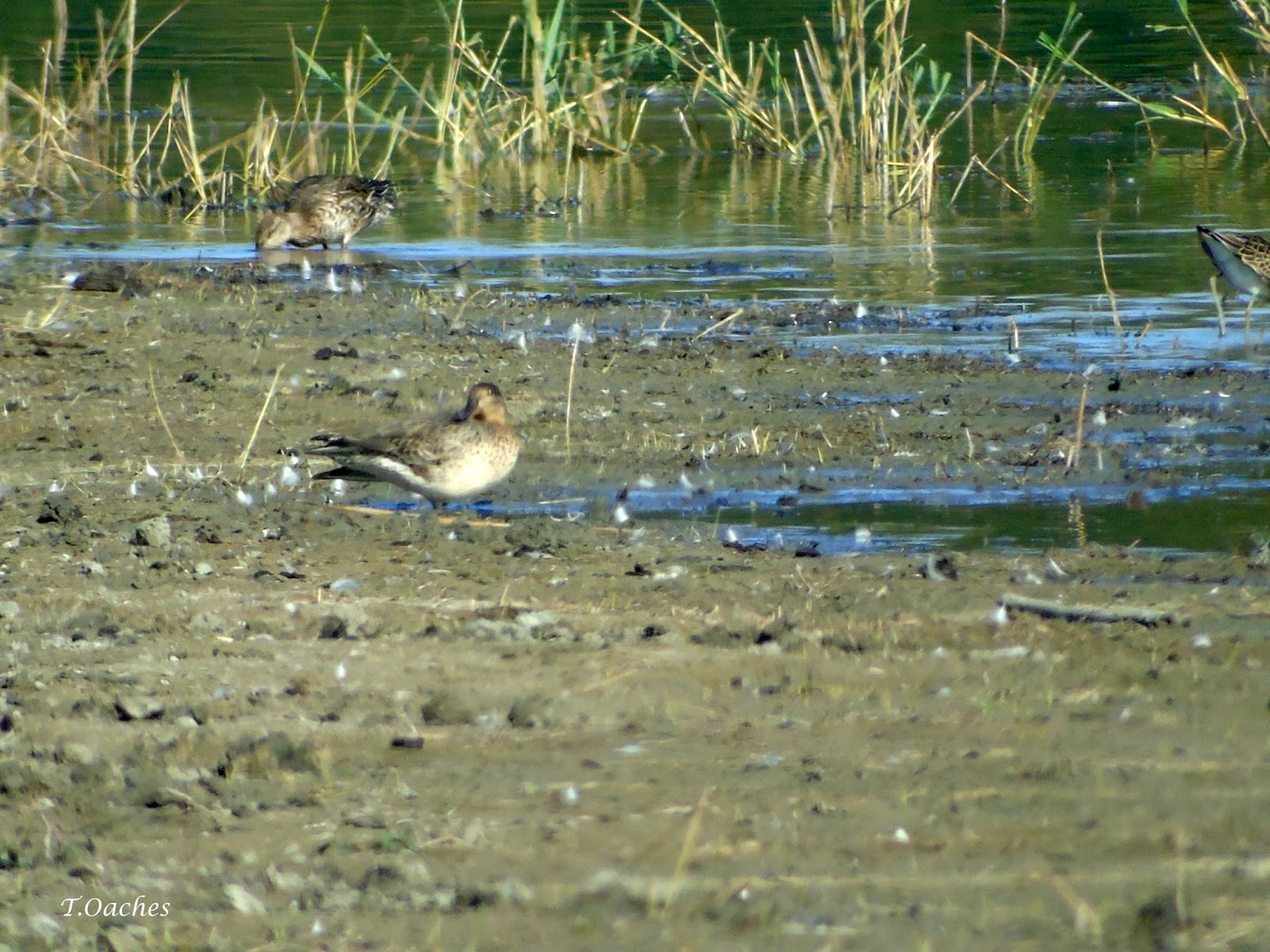 PASARI DIN ROMANIA: RATA MICA , Anas crecca