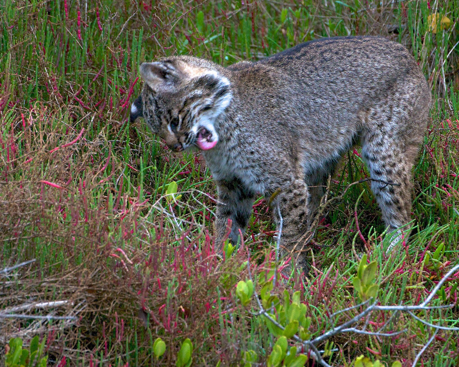 Naturally digital: Florida Bobcats