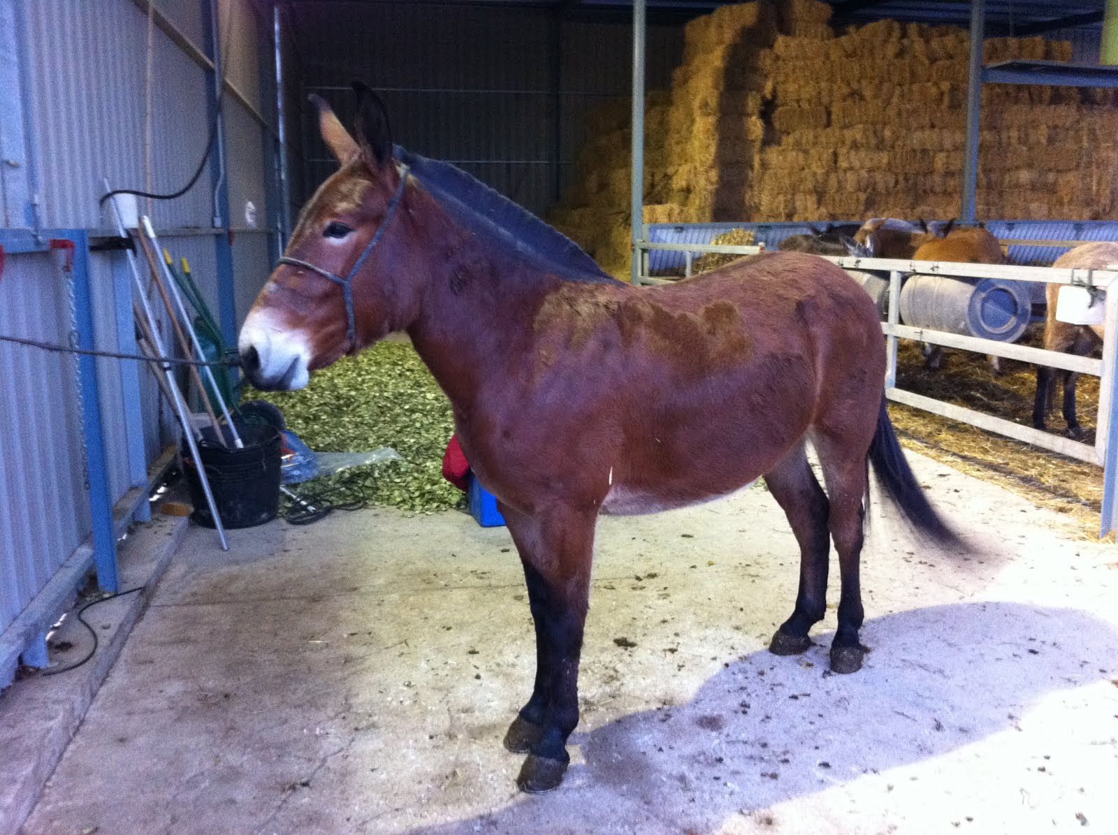 MULAS EN MURCIA: MULA"ROSA"