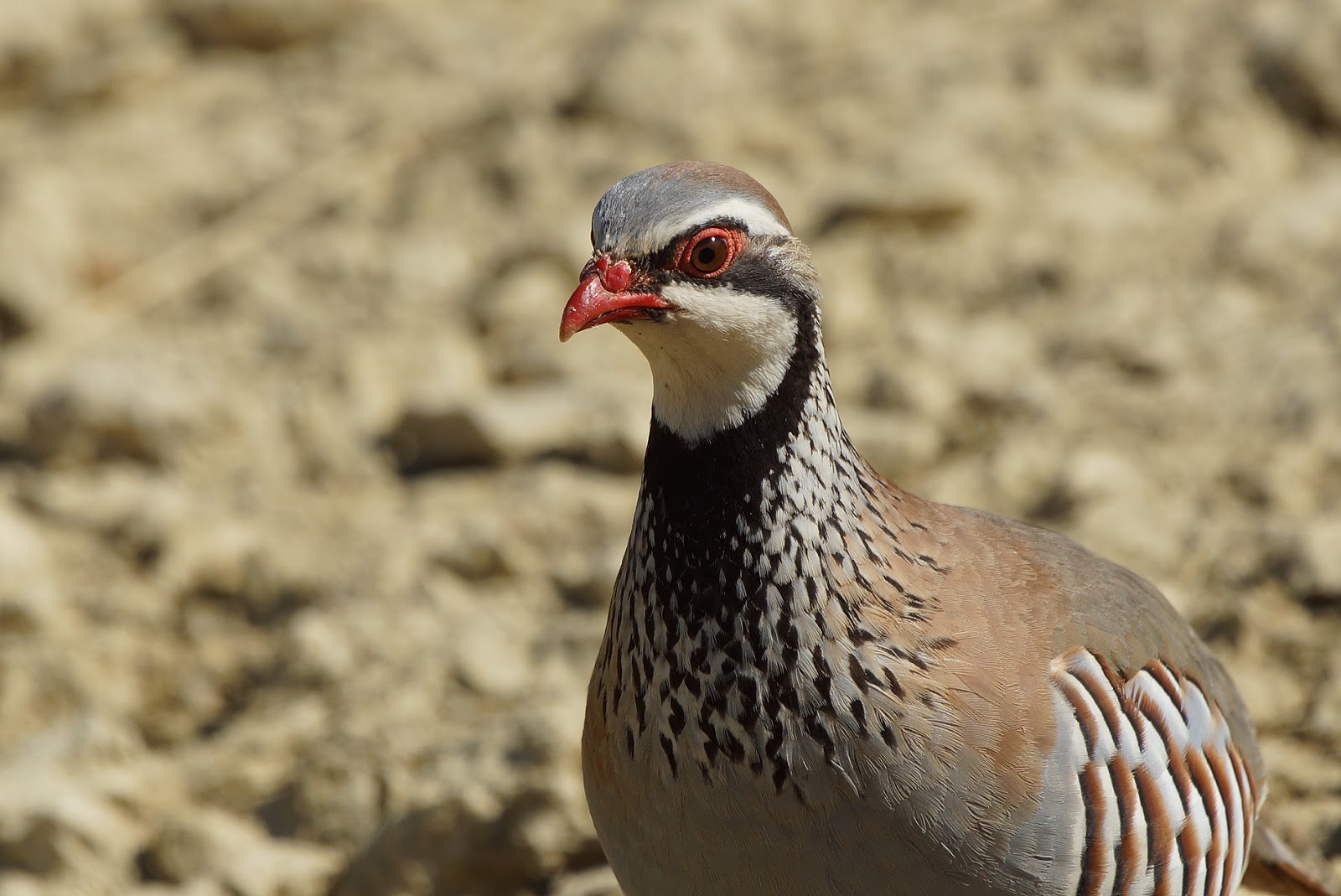 Pasión por las aves: Perdiz roja.(Alectoris rufa)