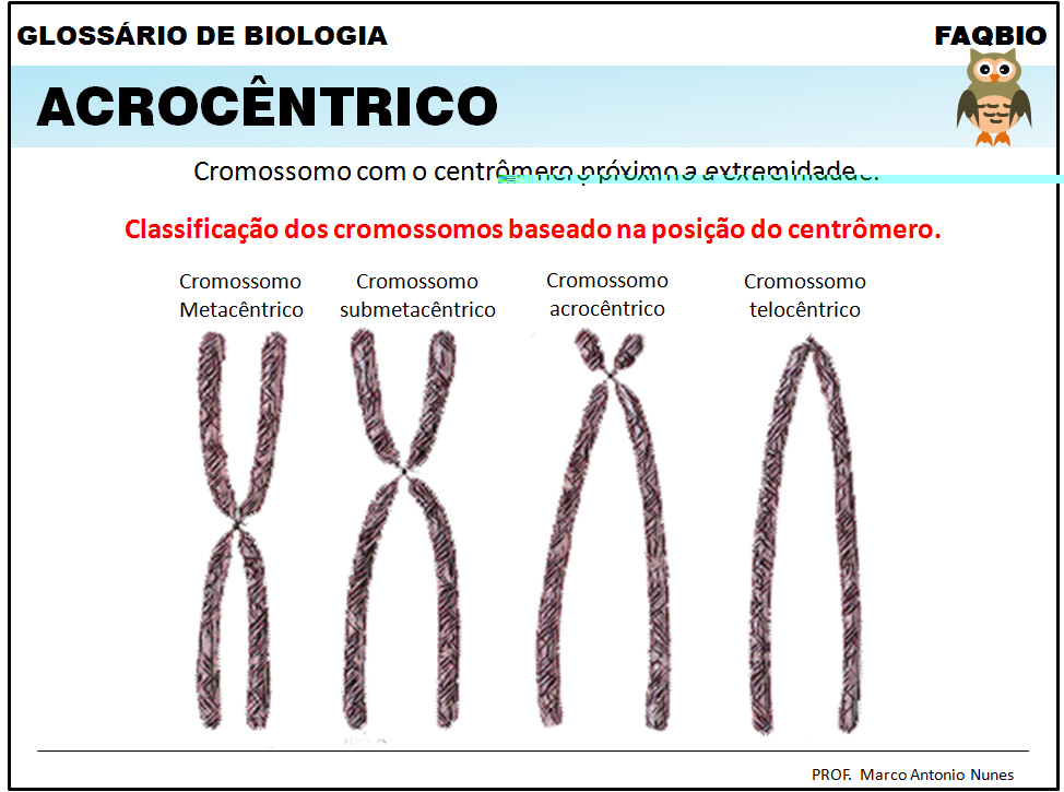 FAQBIO - Apoio ao Estudo de Biologia: GLOSSÁRIO DE BIOLOGIA: ACROCÊNTRICO