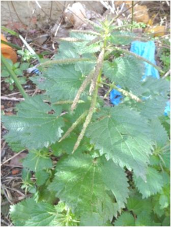 traitements bios: Les merveilleux bienfaits d’ortie piquante…une ...