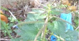 traitements bios: Les merveilleux bienfaits d’ortie piquante…une ...