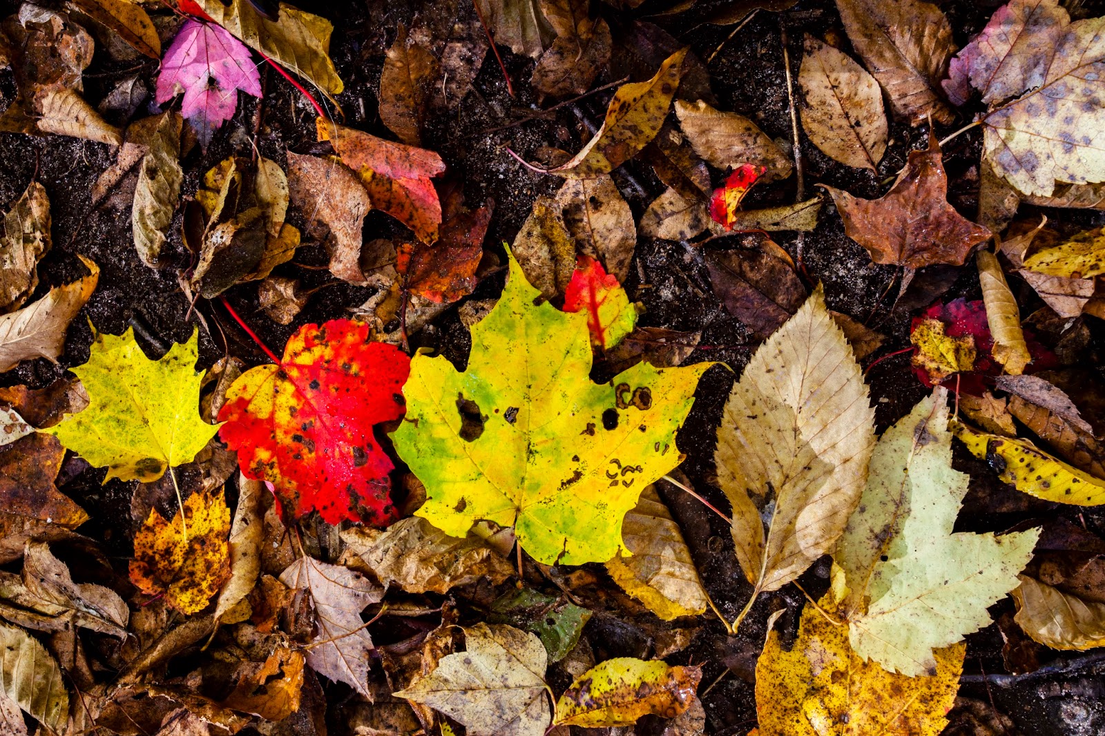 Chugging Along . . .Photos and Thoughts by Bonnie Martin: Texture ...