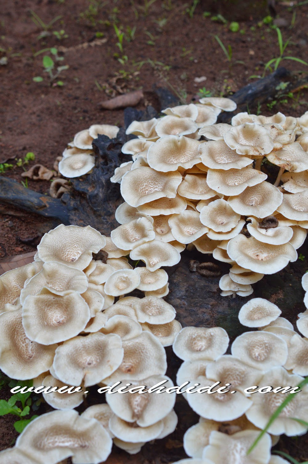 Diah Didi's Kitchen: Pepes Pindang Bumbu Rujak & Bothok Jamur Lot