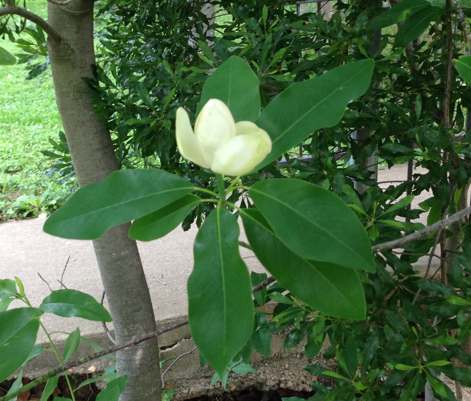 Centenary College Arboretum: Tree of the Week: Sweet Bay Magnolia ...