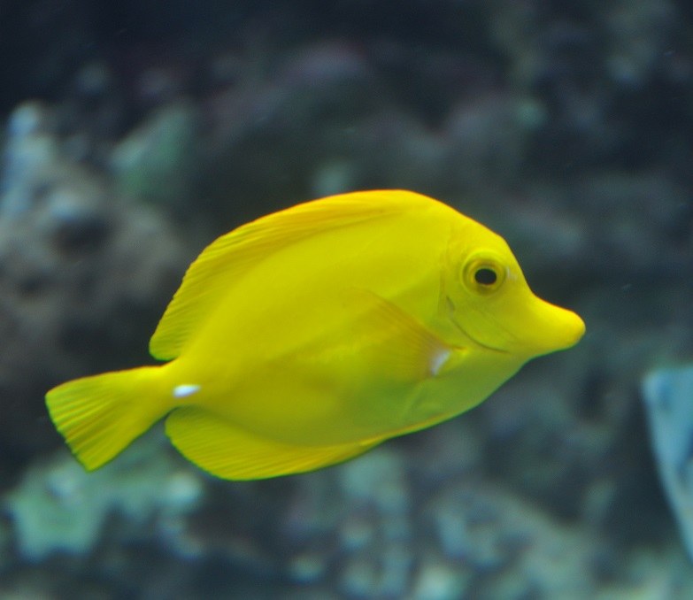 ZOOTOGRAFIANDO (MI COLECCIÓN DE FOTOS DE ANIMALES): PEZ CIRUJANO ...