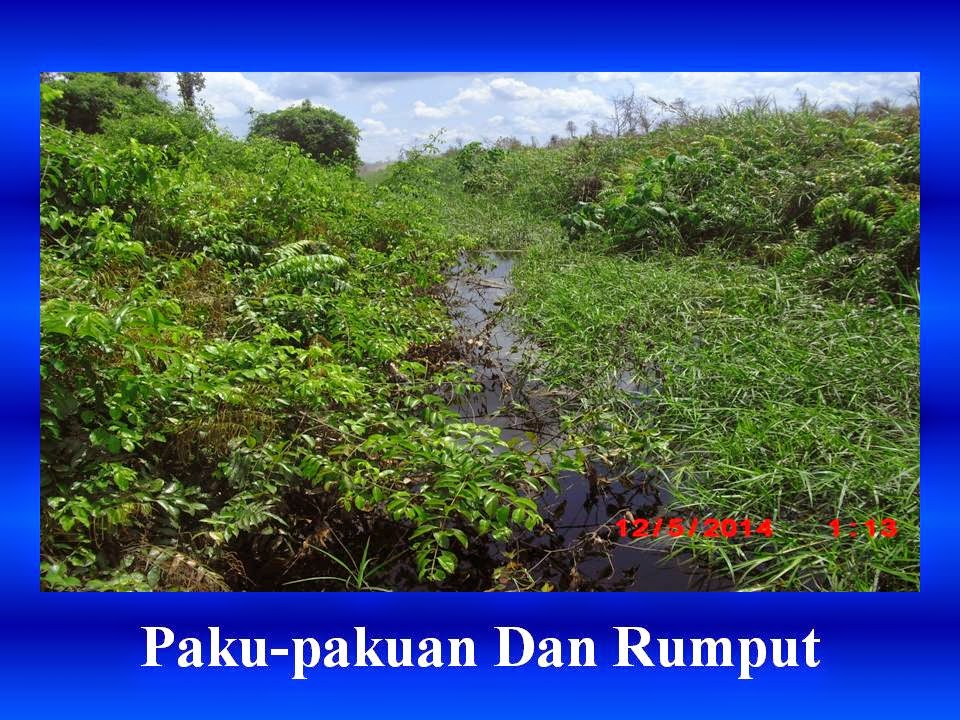 Ekositem Hutan Rawa Gambut: Ekosistem Hutan Rawa Gambut PPT