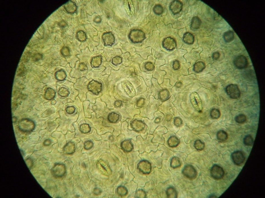 Biología COBAO 01: Información para el tríptico.