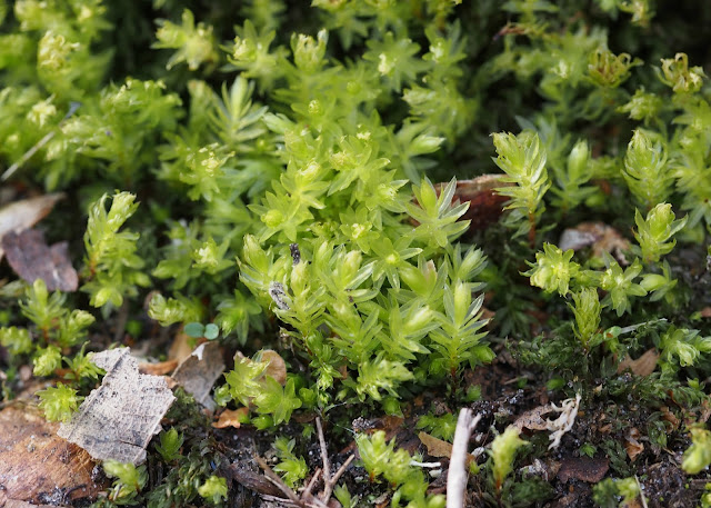 Bill's Birding: Mnium hornum