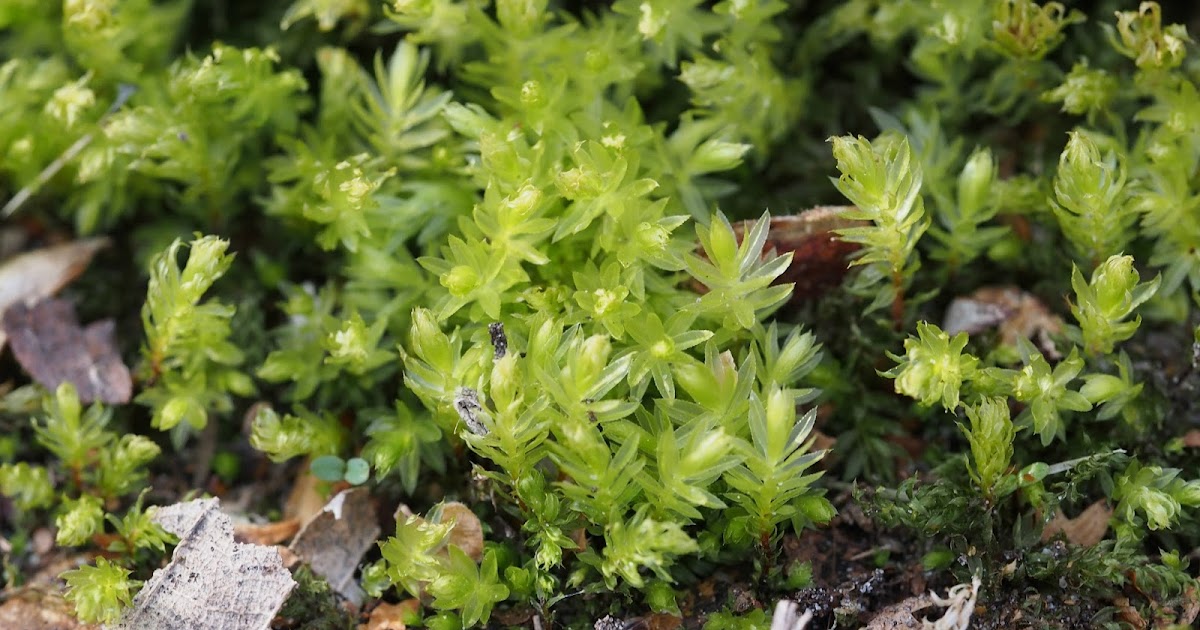 Bill's Birding: Mnium hornum