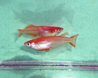 Goldfish Garage: A Two Car Fishroom: Medaka: Japanese Rice fish ...