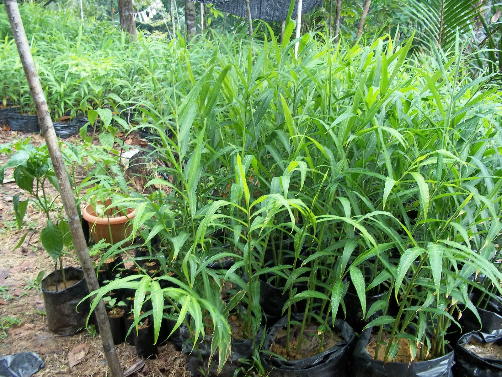 Tanaman Halia: Tanaman Halia