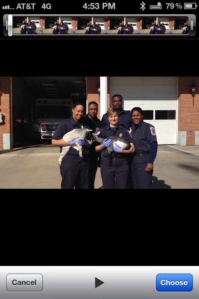 Firefighters Rescue Goats and Seek Owner