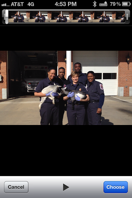 Firefighters Rescue Goats and Seek Owner