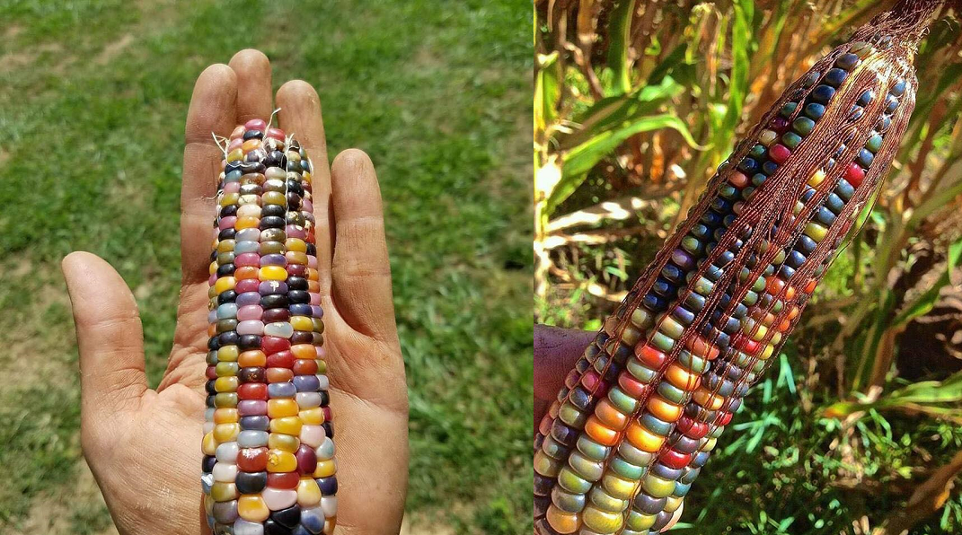 Conoce el maíz que da granos de todos los colores » Pataz.es ...
