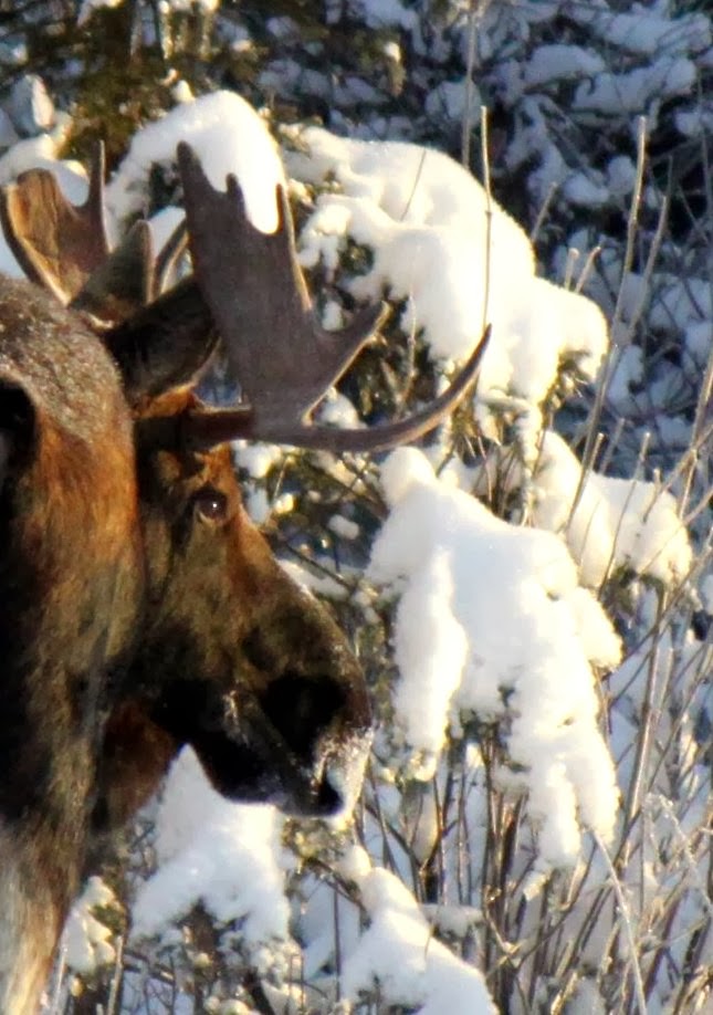 Young Bull Moose at My Homestead