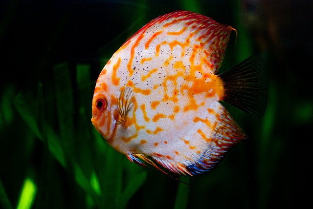 Mengenal ikan Discus - si raja ikan air tawar ~ Aquascape Batang