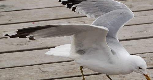 Mew gull photos | Birds of India | Bird World