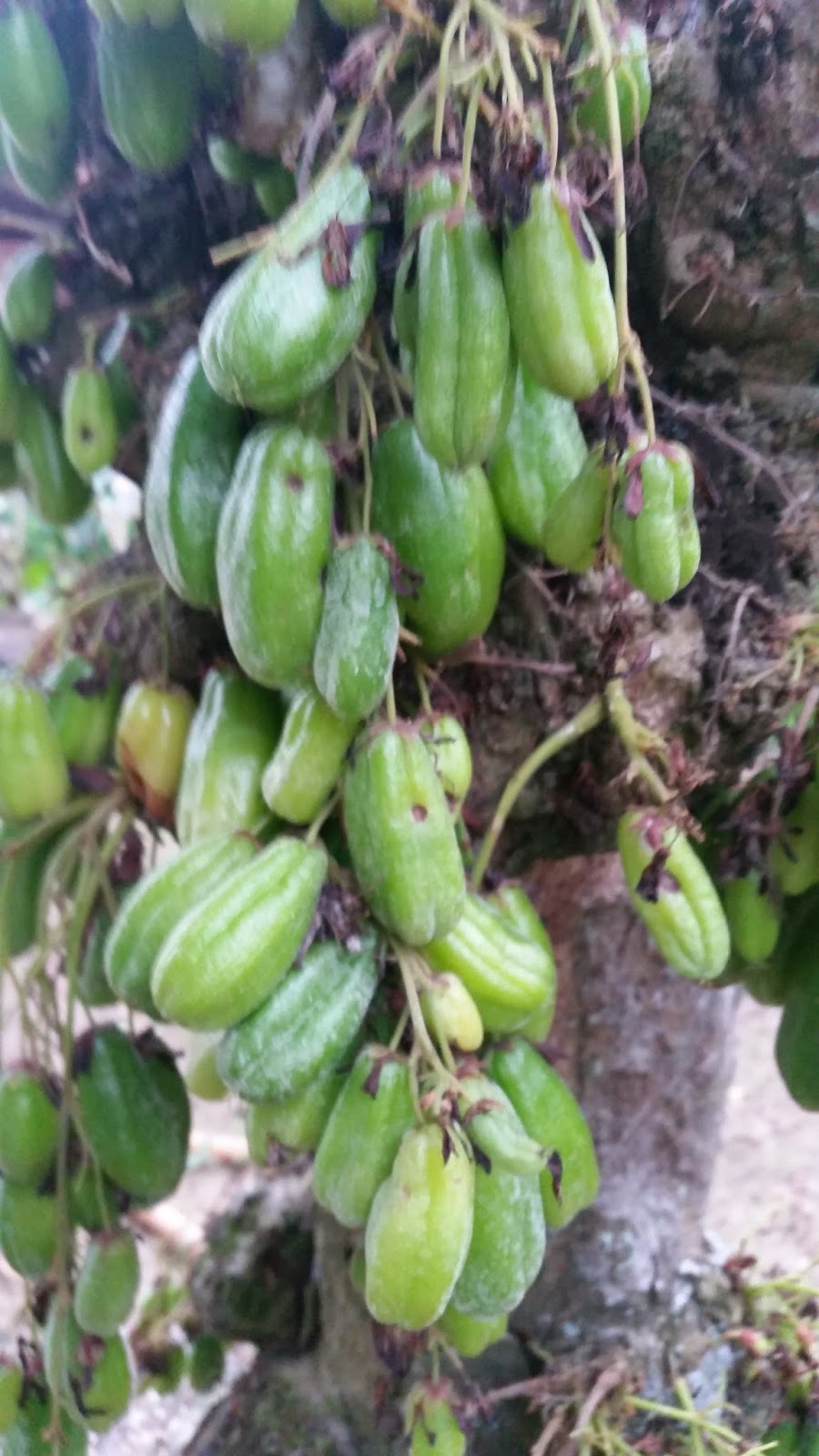 Warisan Petani: Belimbing Buluh : Hijau vs Kuning.