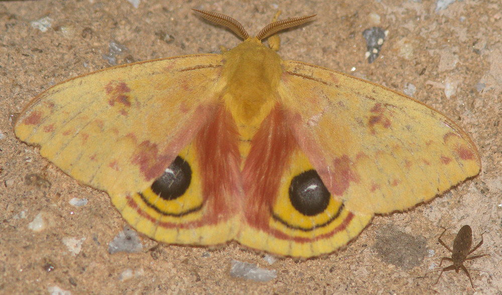 Moths of Cape May County: June 2012