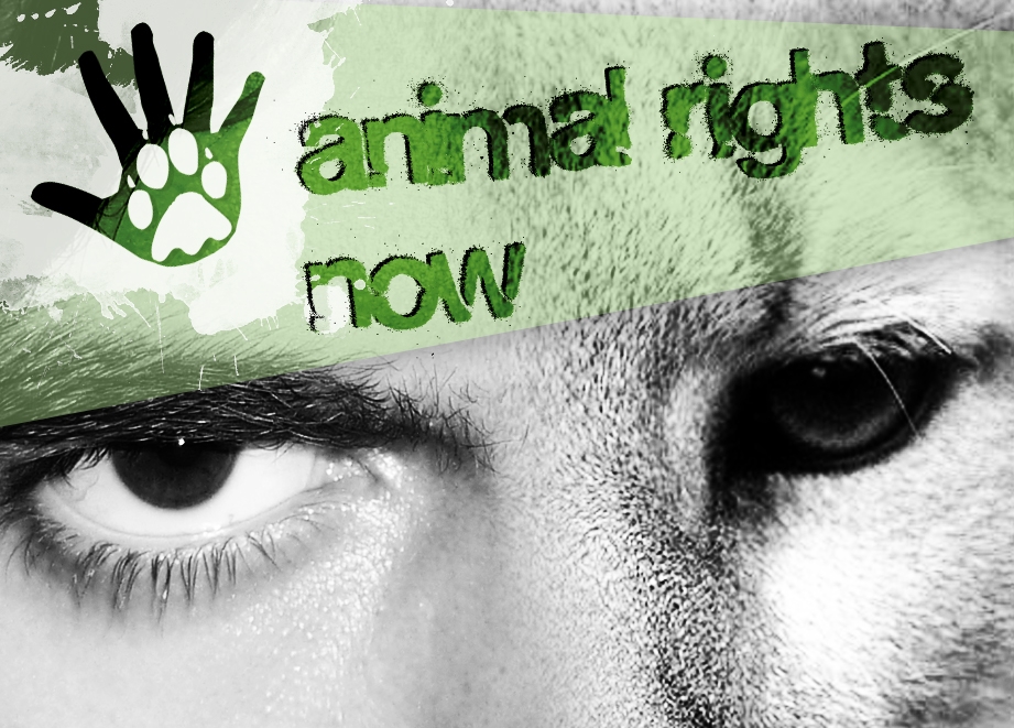 Andreas´s Reise ins Leben: Zuerst Menschenrechte oder Tierrechte?