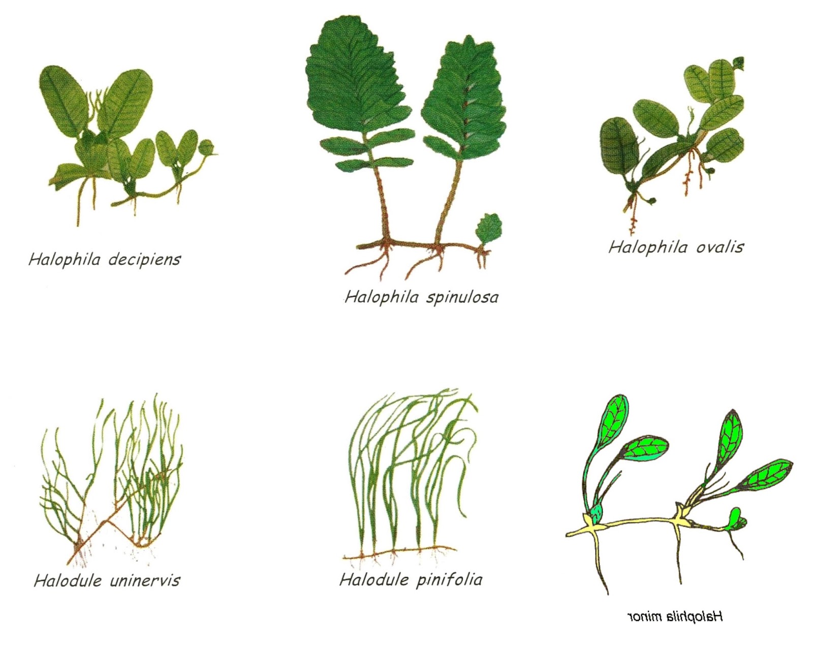 PERANAN PENTING EKOSISTEM PADANG LAMUN