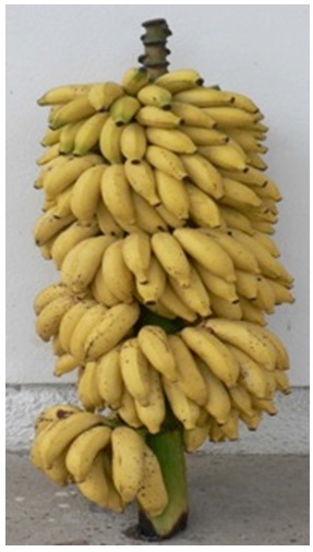 Novidades da Plantamundo: INACREDITÁVEL...18 VARIEDADES DE BANANAS ...