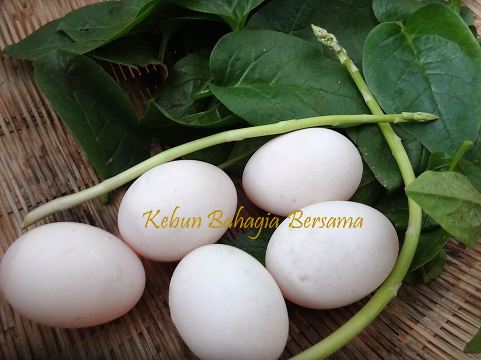 Kebun Bahagia Bersama: Jerebu Jailed