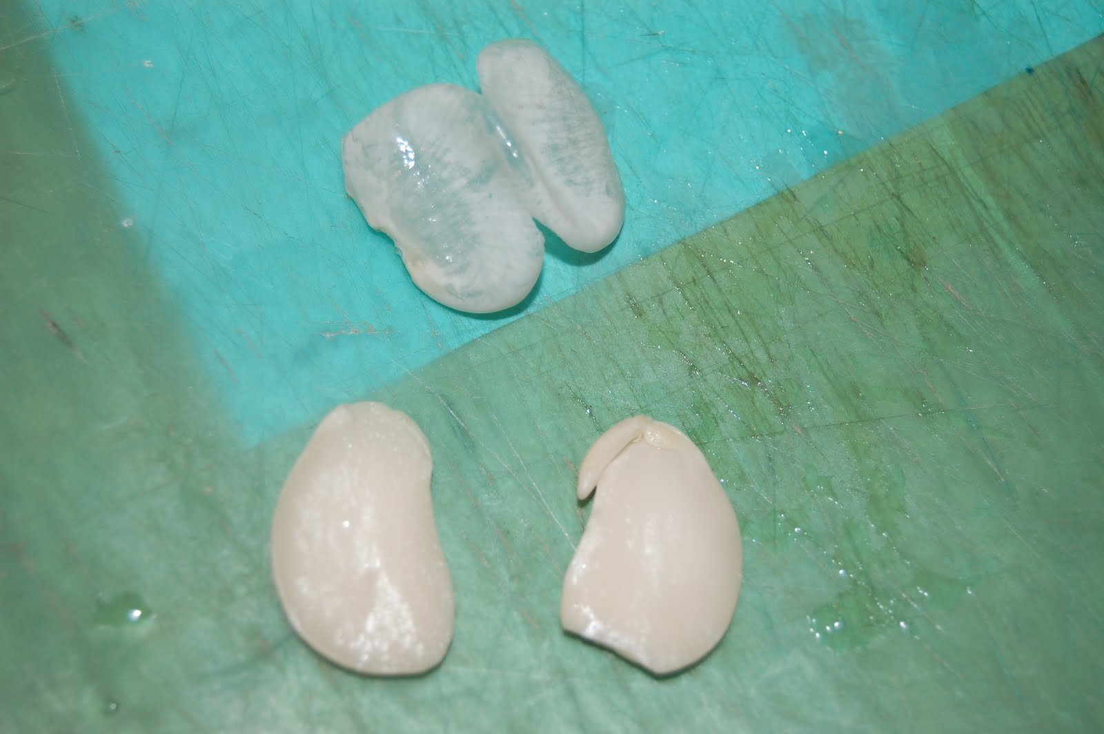 Learning together to be Joyful, Natural & Peaceful: Dissecting a seed