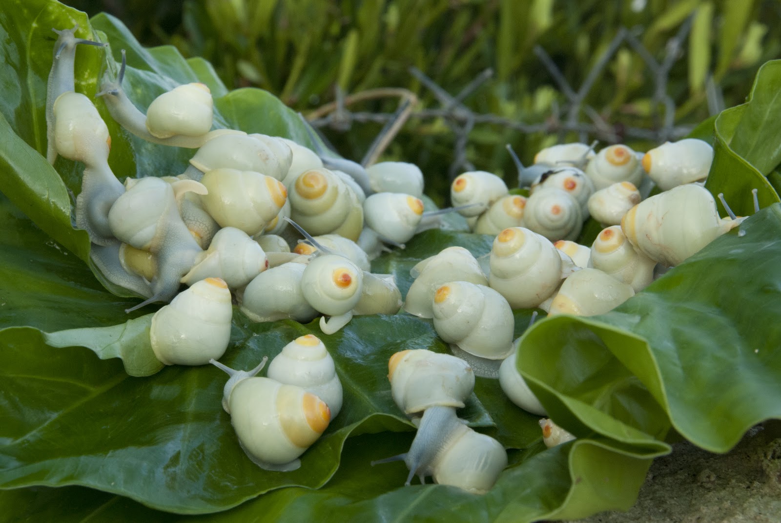 Wherever Life Takes Me: Wow Philippines * Itbayat, Batanes: Homestay ...