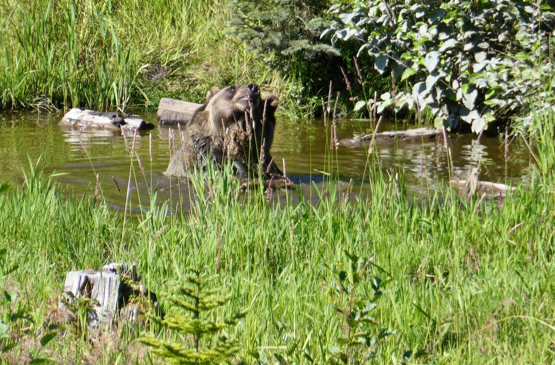 Another Side of this Life: CR2016: From Purcell to Kicking Horse to ...